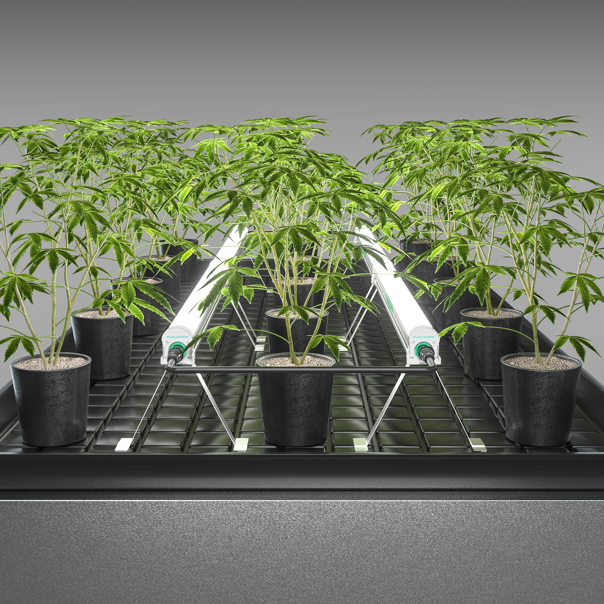 Under Canopy Lighting for Enhanced Cannabis Growth
