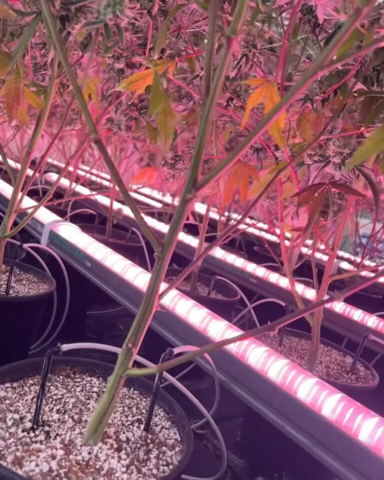 Under Canopy Lighting for Enhanced Cannabis Growth