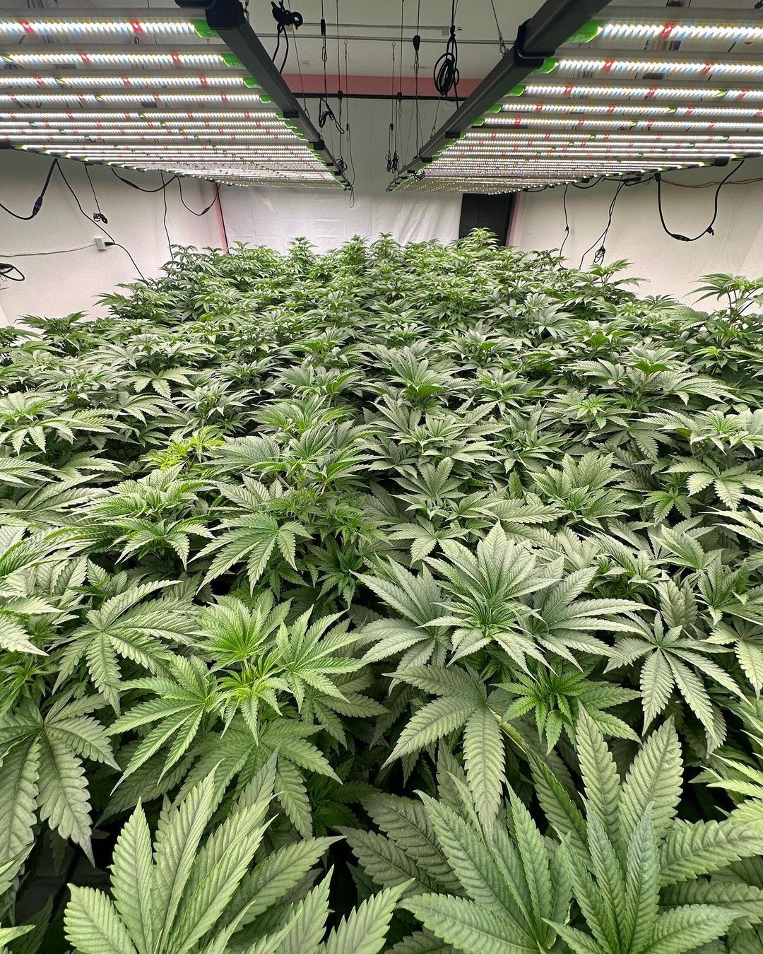 The Best Lighting Strategy: Mix HPS with LED Together - FLEXSTAR